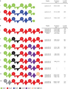 De novo design and engineering of non-ribosomal peptide synthetases ...
