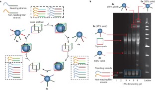DNA-imprinted polymer nanoparticles with monodispersity and prescribed ...