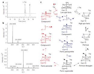 Cytochrome P450–catalyzed L -tryptophan nitration in thaxtomin ...