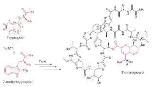 Thiostrepton tryptophan methyltransferase expands the chemistry of ...