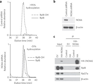 Oxygenase-catalyzed ribosome hydroxylation occurs in prokaryotes and ...