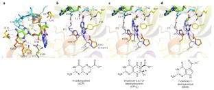 Radical SAM enzyme QueE defines a new minimal core fold and metal ...