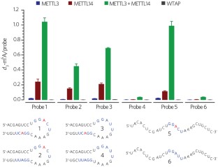 A METTL3–METTL14 complex mediates mammalian nuclear RNA N6-adenosine ...