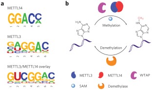 A METTL3–METTL14 complex mediates mammalian nuclear RNA N6-adenosine ...