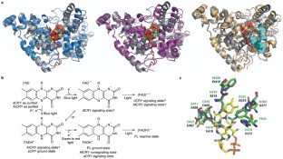 Photochemistry of flavoprotein light sensors | Nature Chemical Biology