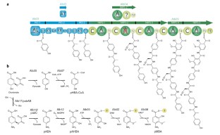 The gyrase inhibitor albicidin consists of p-aminobenzoic acids and ...