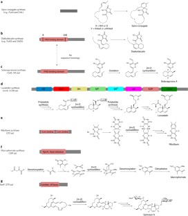 An enzymatic [4+2] cyclization cascade creates the pentacyclic core of ...