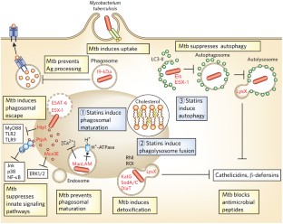 Host-directed drug therapy for tuberculosis | Nature Chemical Biology