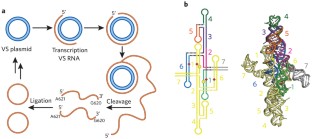 How RNA catalyzes cyclization | Nature Chemical Biology