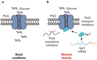 Discovery and characterization of smORF-encoded bioactive polypeptides ...