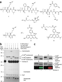 Sortagging: a versatile method for protein labeling | Nature Chemical ...