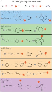 Development and application of bond cleavage reactions in bioorthogonal ...