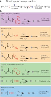 Development and application of bond cleavage reactions in bioorthogonal ...