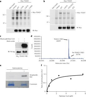Autopalmitoylation of TEAD proteins regulates transcriptional output of ...