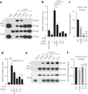 Autopalmitoylation of TEAD proteins regulates transcriptional output of ...