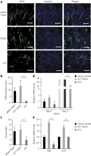 Autopalmitoylation of TEAD proteins regulates transcriptional output of ...