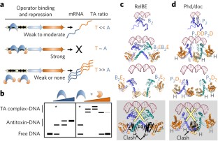 Toxin-antitoxin systems in bacterial growth arrest and persistence ...