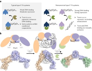 Toxin-antitoxin systems in bacterial growth arrest and persistence ...