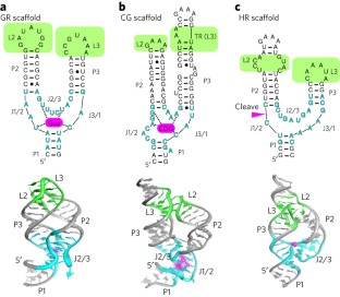 Recurrent RNA motifs as scaffolds for genetically encodable small ...