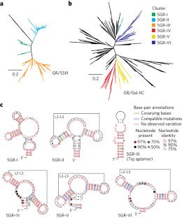 Recurrent RNA motifs as scaffolds for genetically encodable small-molecule biosensors | Nature ...