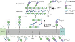 In vitro reconstitution demonstrates the cell wall ligase activity of ...