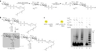 In vitro reconstitution demonstrates the cell wall ligase activity of ...