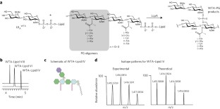 In vitro reconstitution demonstrates the cell wall ligase activity of ...
