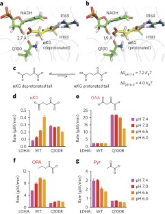 L -2-Hydroxyglutarate production arises from noncanonical enzyme ...