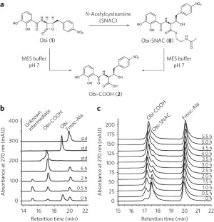 β-Lactone formation during product release from a nonribosomal peptide ...