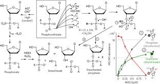 Oxidation of phosphorothioate DNA modifications leads to lethal genomic ...
