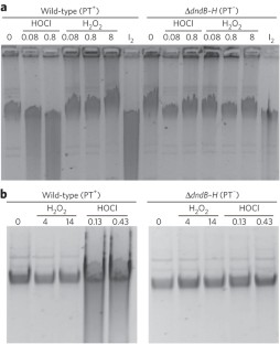 Oxidation of phosphorothioate DNA modifications leads to lethal genomic ...