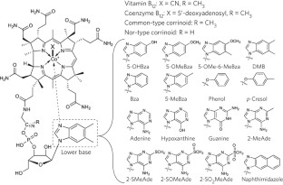 Purinyl-cobamide is a native prosthetic group of reductive ...