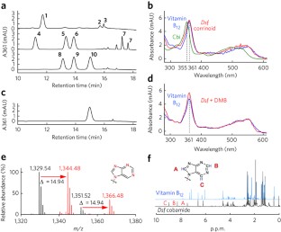 Purinyl-cobamide is a native prosthetic group of reductive ...