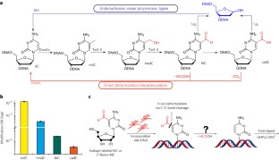5-Formylcytosine to cytosine conversion by C–C bond cleavage in vivo | Nature Chemical Biology