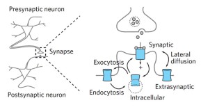 AMPA receptors and synaptic plasticity: a chemist's perspective ...