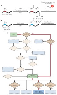 Choosing an effective protein bioconjugation strategy | Nature Chemical ...