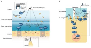 Bacteria and host interactions in the gut epithelial barrier | Nature ...