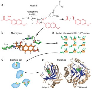 Do-it-yourself enzymes | Nature Chemical Biology