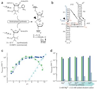 General acid catalysis by the hepatitis delta virus ribozyme | Nature ...