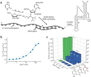 General acid catalysis by the hepatitis delta virus ribozyme | Nature ...