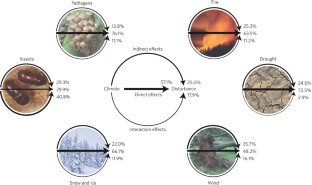 Forest disturbances under climate change | Nature Climate Change