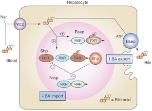 Mechanisms of Disease: update on the molecular etiology and ...