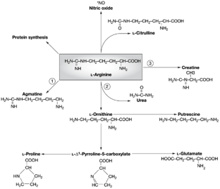 Arginine, arginine analogs and nitric oxide production in chronic ...