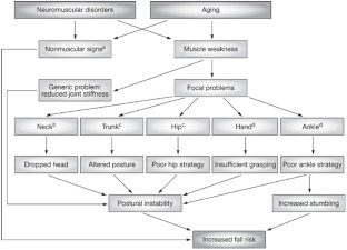 A weak balance: the contribution of muscle weakness to postural ...