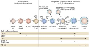 B cells as therapeutic targets in autoimmune neurological disorders ...