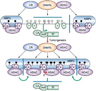 DNA methylation and gene silencing in cancer | Nature Reviews Clinical ...