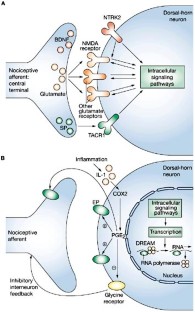 Mechanisms of Disease: pain in fibromyalgia syndrome | Nature Reviews ...