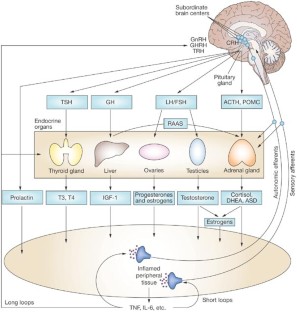 Neuroendocrine–immune interactions in synovitis | Nature Reviews ...