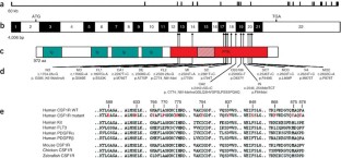 Mutations in the colony stimulating factor 1 receptor ( CSF1R ) gene ...