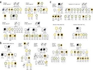 Mutations in smooth muscle α-actin ( ACTA2 ) lead to thoracic aortic ...